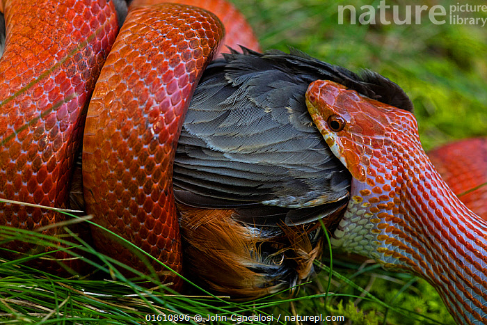 Stock photo of Corn snake (Pantherophis guttatus) eating an American ...