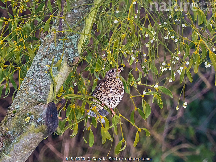 Stock photo of Mistle thrush (Turdus viscivorus) feeding on Mistletoe ...