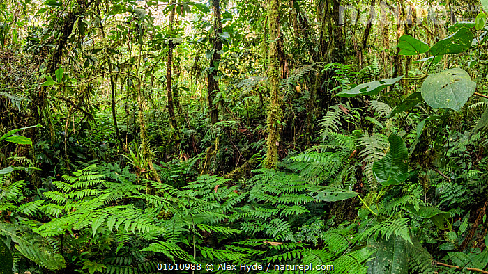 Understory Plants