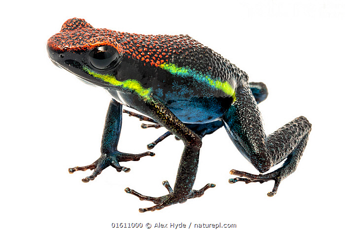 Stock photo of Manu Poison Frog (Ameerega macero) photographed in ...