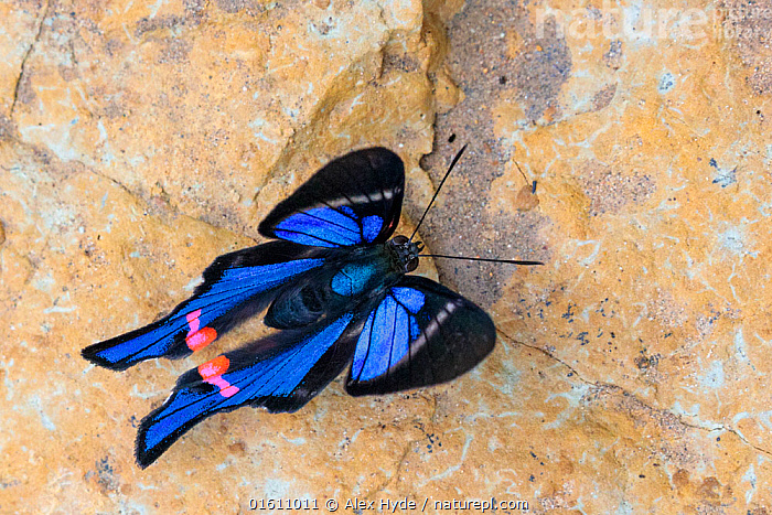 Stock photo of Blue Doctor butterfly (Rhetus periander) drinking salts ...