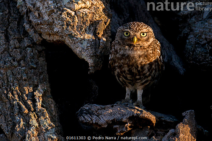 Stock photo of Little owl (Athene noctua) Sado Estuary, Portugal. May ...