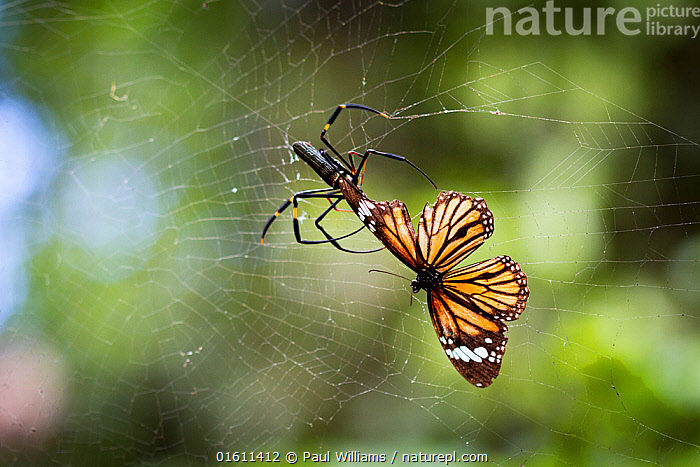 Stock photo of RF - Golden orb-web spider (Nephila pilipes) spider ...