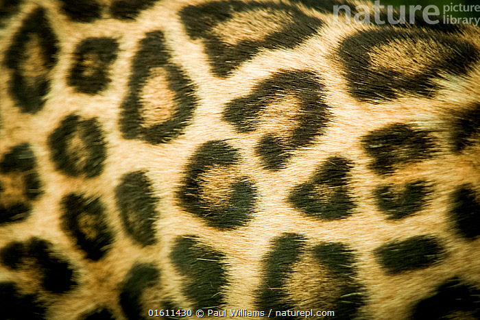 Amur Leopard Skin