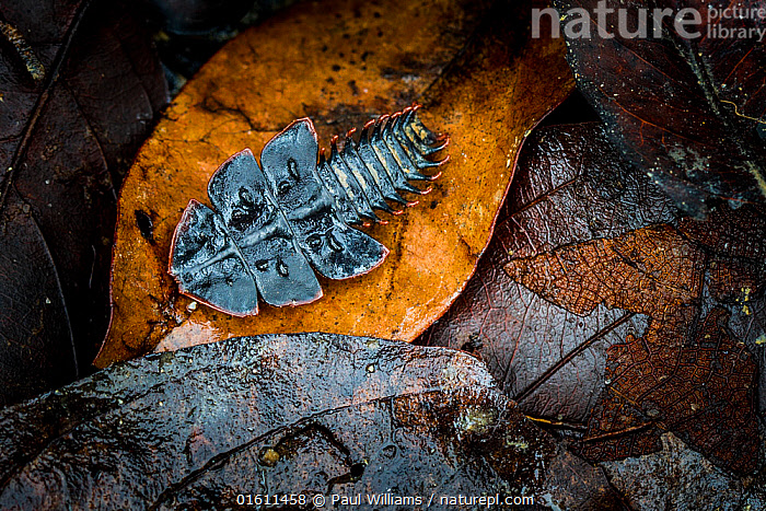 Stock photo of Trilobite beetle, (Duliticola hoiseni) Kinabalu National ...