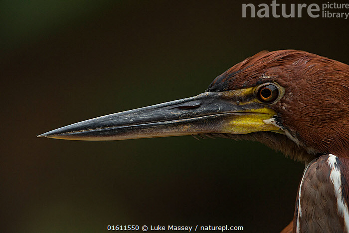 Stock photo of Rufescent tiger heron (Tigrisoma lineatum) Pantanal ...