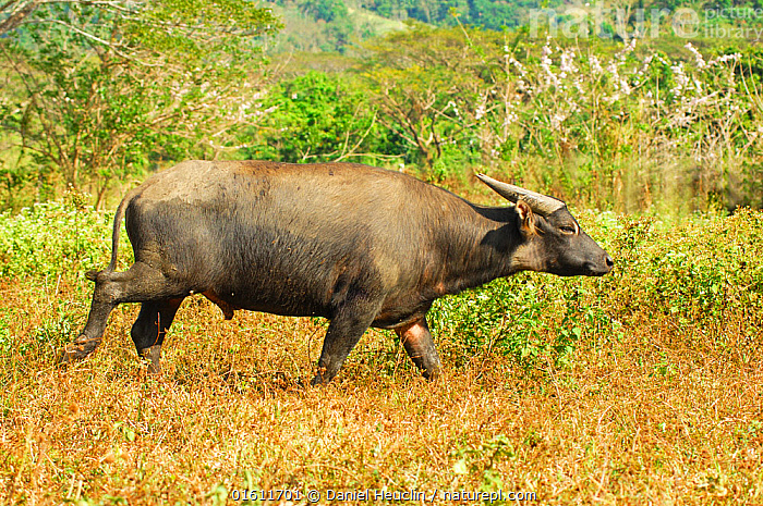 Stock photo of Tamaraw (Bubalus mindorensis) , first individual born in ...