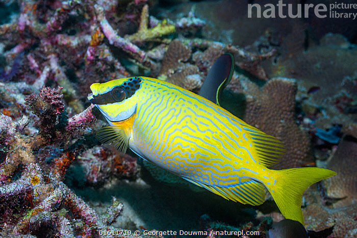 Stock photo of Masked spinefoot (Siganus puellus). North Sulawesi ...
