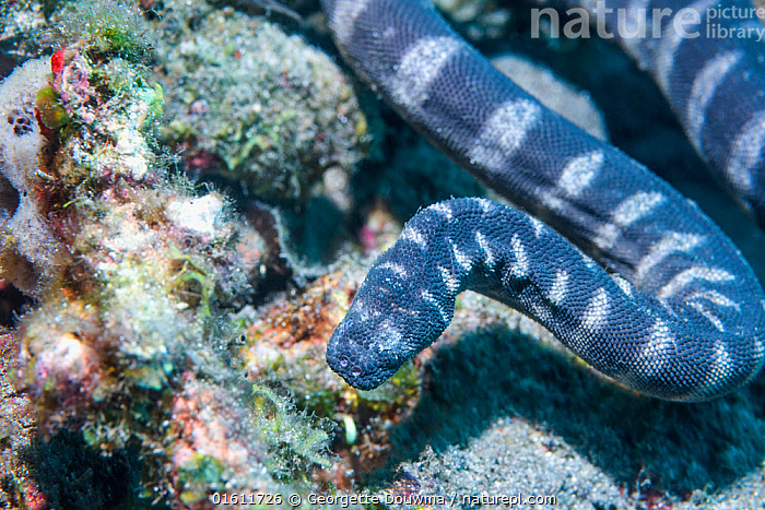 Stock photo of Little filesnake(Acrochordus granulatus). Non venomous ...