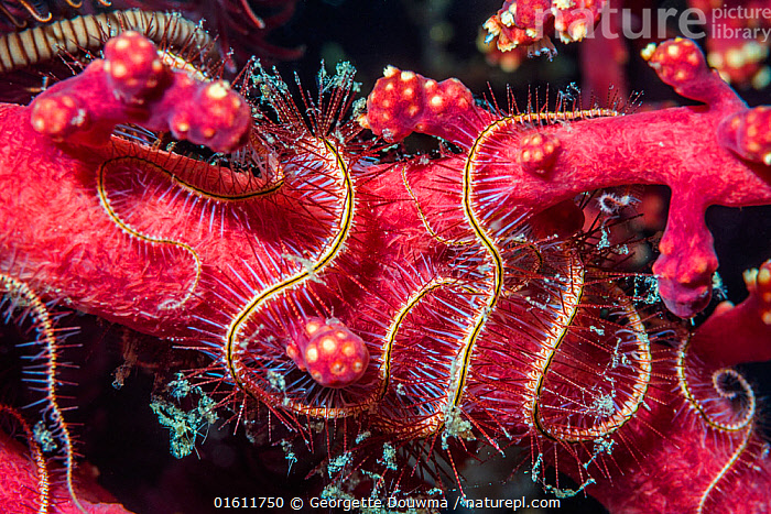 Stock photo of Dark red-spined brittle star (Ophiothrix purpurea ...