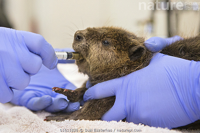 Stock photo of North American beaver (Castor canadensis) orphaned kit ...