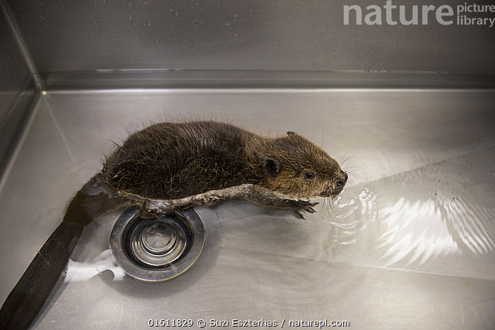 Stock photo of North American beaver (Castor canadensis), orphaned kit ...