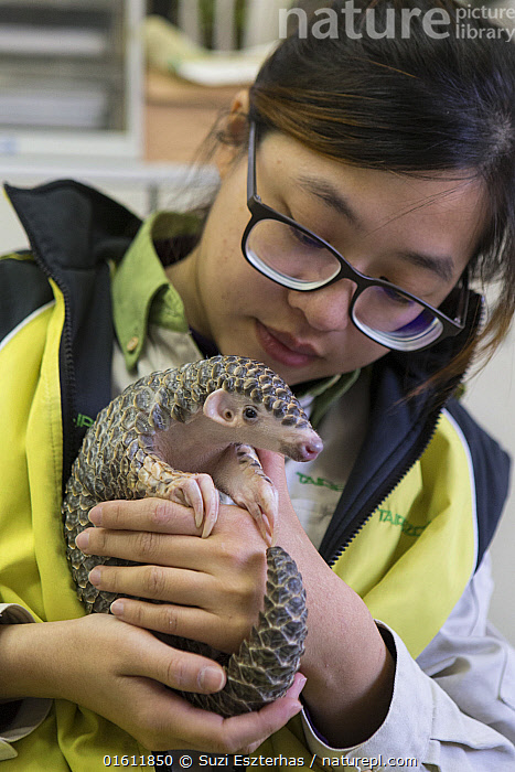 Stock photo of Chinese pangolin (Manis pentadactyla), orphaned baby in ...