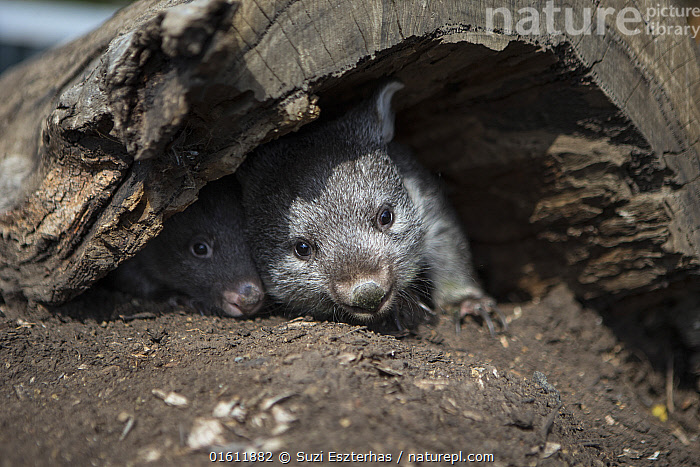 Stock photo of Common wombat (Vombatus ursinus), two joeys hiding in ...