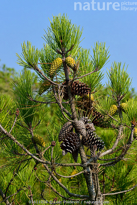 Stock photo of Maritime pine (Pinus pinaster) with cones, Vendee ...