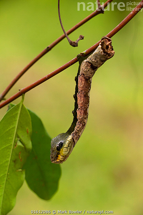 Stock photo of Sphinx hawk moth (Hemeroplanes triptolemus) caterpillar ...
