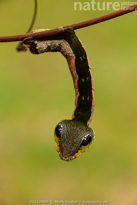 Stock photo of Sphinx hawk moth (Hemeroplanes triptolemus) caterpillar ...