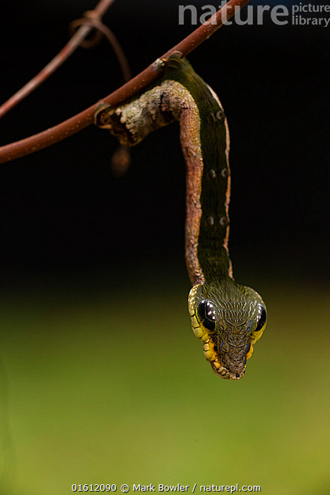 Stock photo of Sphinx hawk moth (Hemeroplanes triptolemus) caterpillar ...