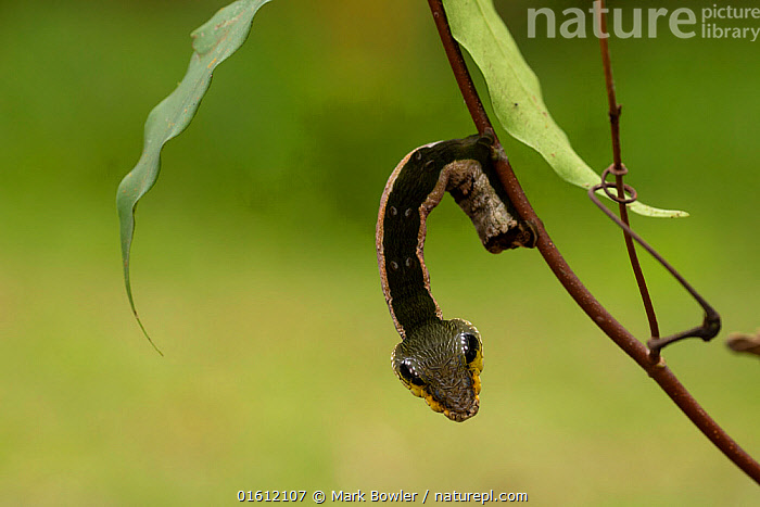 Stock photo of Sphinx hawk moth (Hemeroplanes triptolemus) caterpillar ...