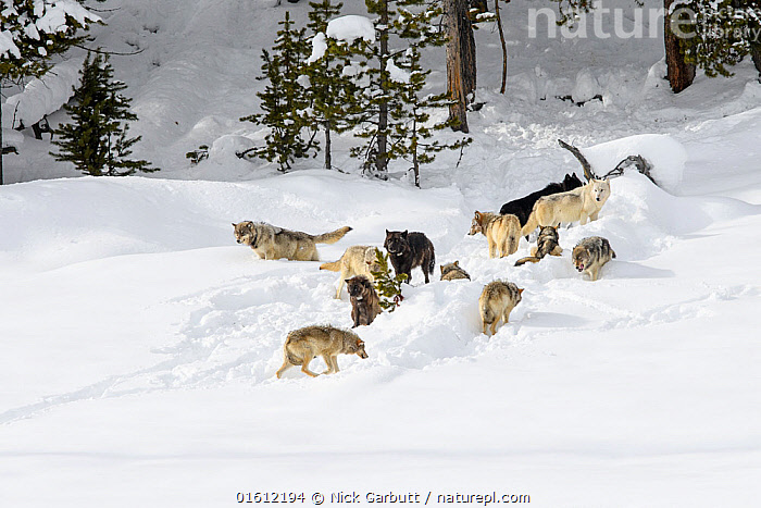 Stock photo of Pack of wolves (Canis lupus). Yellowstone National Park ...