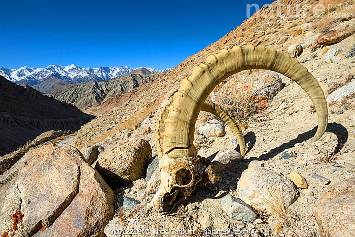 Stock photo of Skull of a male Himalayan ibex (Capra sibirica) killed ...