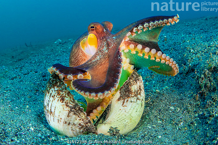 Stock photo of A wide angle macro view of a Veined octopus ...