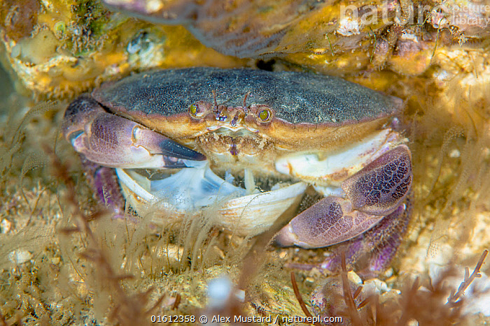 Stock photo of Edible crab (Cancer pagurus) feeding on a bivalve on a ...