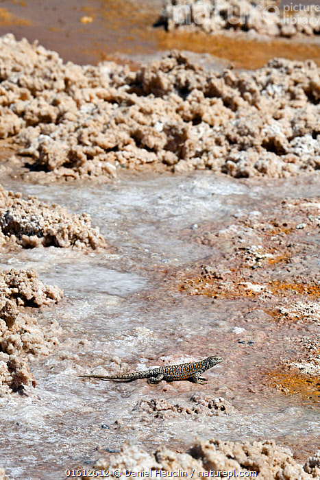 Stock photo of Fabian's lizard (Liolaemus fabiani) in salt flat. Salar ...
