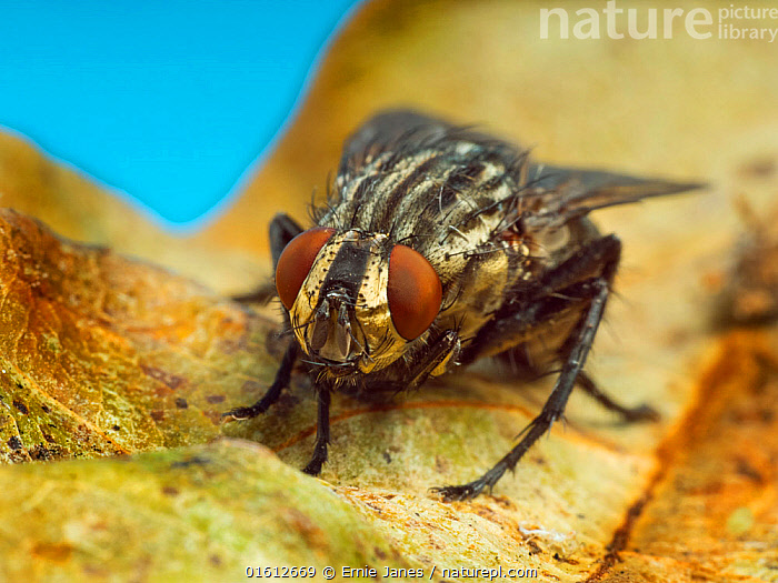 Stock photo of Flesh fly (Sarcophaga sp) close up portrait.. Available ...
