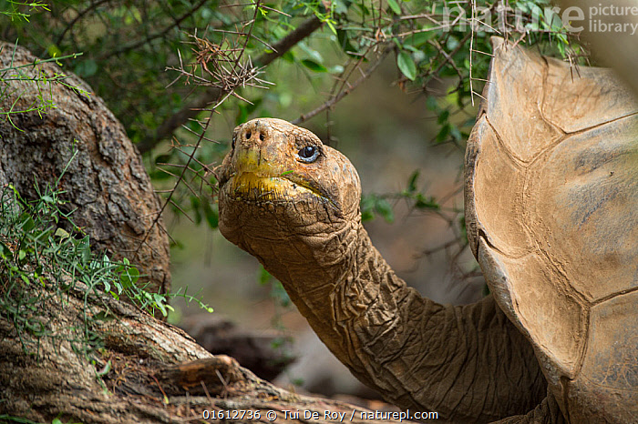 Stock photo of Floreana giant tortoise hybrid descendant (Chelonoidis ...