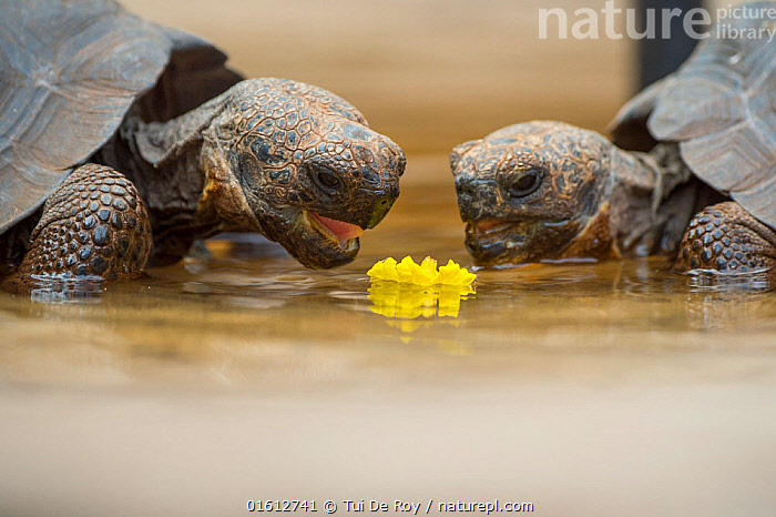 Stock photo of Floreana giant tortoise hybrid descendants (Chelonoidis ...