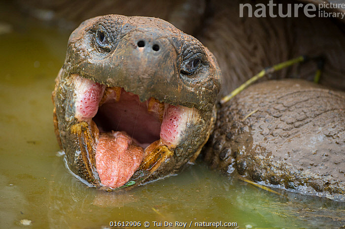 Stock photo of Western Santa Cruz giant tortoise (Chelonoidis porteri ...