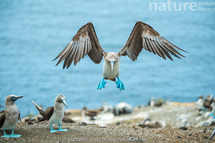 Stock photo of Blue-footed booby (Sula nebouxii) landing amongst others ...