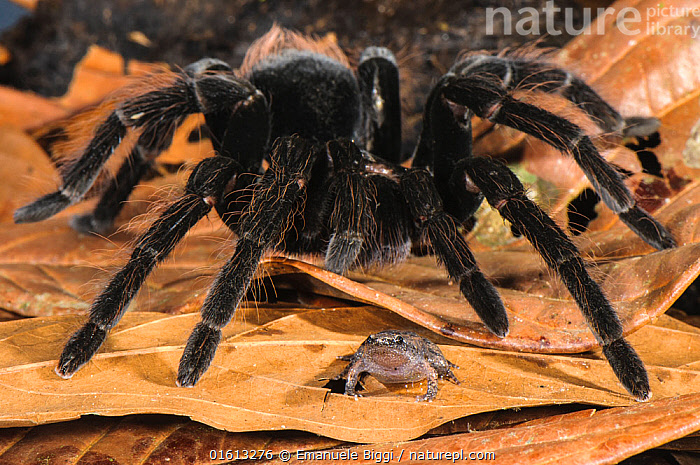 Stock photo of Peruvian Tarantula (Pamphobeteus sp.) adult, walking ...