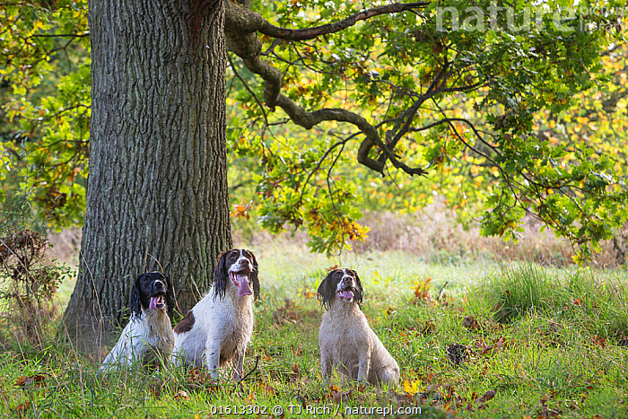 Stock photo of Three working springer spaniels under oak tree, Somerset ...