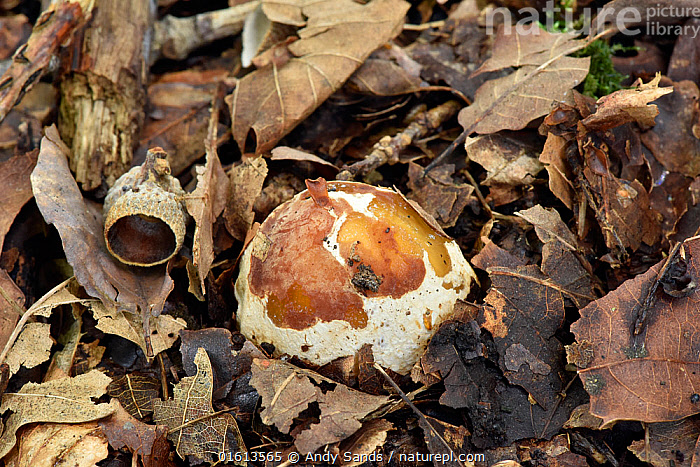 Stock photo of Stinkhorn fungus (Phallus impudicus) Egg sometimes known ...