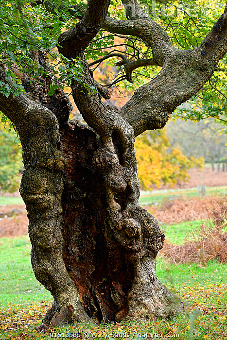 Stock photo of Field maple (Acer campestre) ancient pollarded tree ...