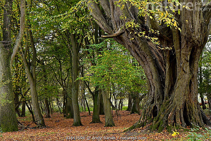 Stock photo of Hornbeam trees (Carpinus betulus) huge ancient pollards ...