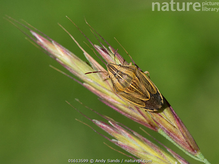 Stock photo of Bishop's mitre shieldbug (Aelia acuminata) on grass ...