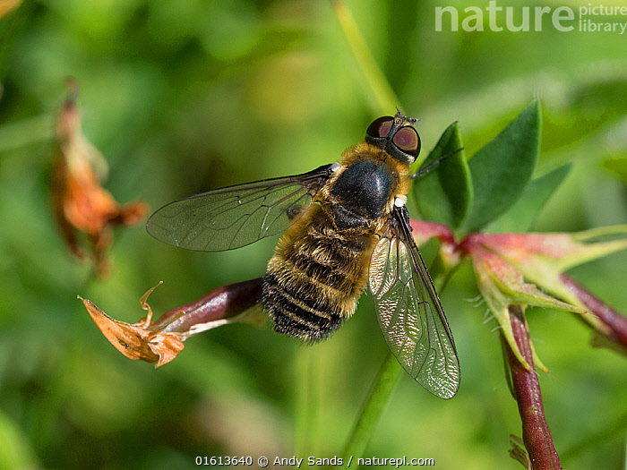 Stock photo of Downland bee-fly (Villa cingulata) female, this rare ...