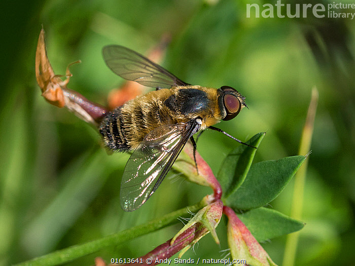 Stock photo of Downland bee-fly (Villa cingulata) female, this rare ...