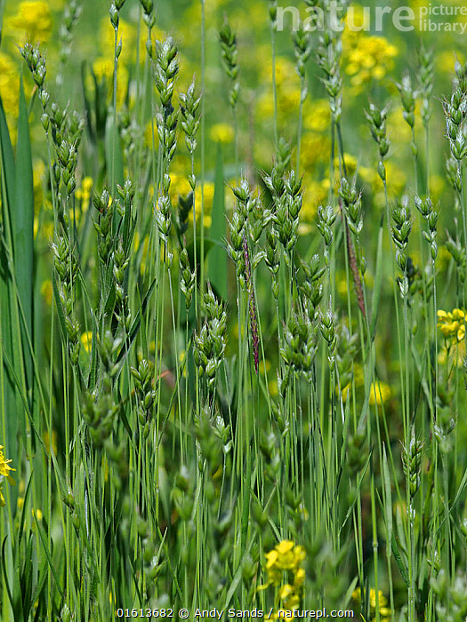 Stock photo of Interrupted brome (Bromus interruptus) very rare grass ...