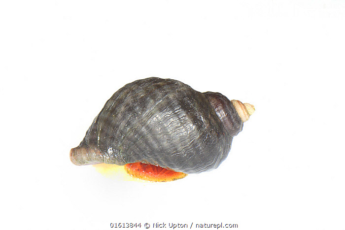 Stock photo of Dog whelk (Nucella lapillus) from Atlantic Ocean ...