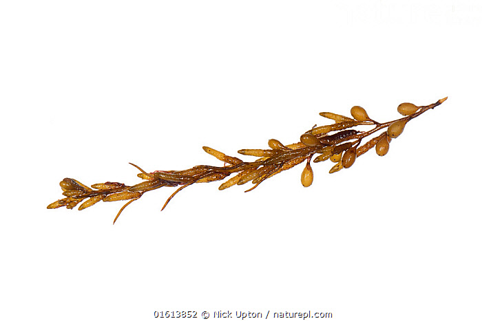 Stock photo of Japanese wireweed (Sargassum muticum), invasive non ...