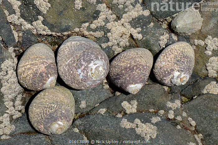 Stock photo of Thick / Toothed top shell (Phorcus lineatus), five ...