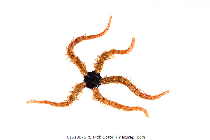 Stock photo of Common brittle star (Ophiothrix fragilis) from English ...
