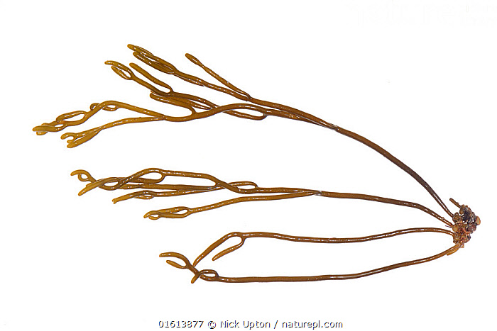 Stock photo of Brown tuning fork / Brown forking weed (Bifurcaria ...