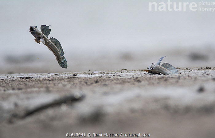 Stock photo of Great blue spotted mudskipper (Boleophthalmus ...