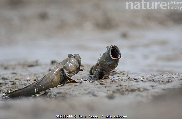 Stock photo of Great blue spotted mudskipper (Boleophthalmus ...