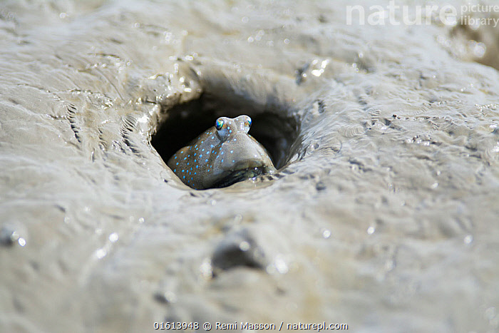 Stock photo of Great blue spotted mudskipper (Boleophthalmus ...